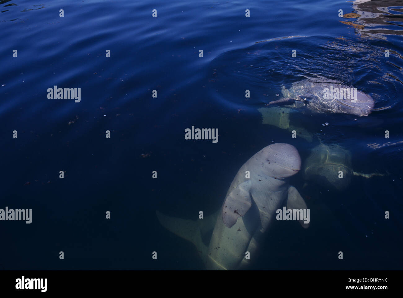 Delfini irrawaddy immagini e fotografie stock ad alta risoluzione - Alamy