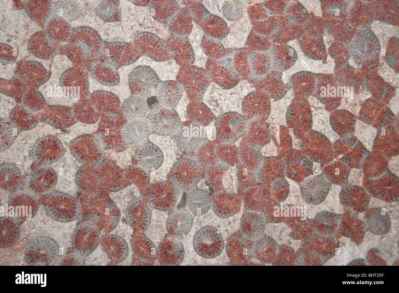 Rugose coral fossil immagini e fotografie stock ad alta risoluzione - Alamy