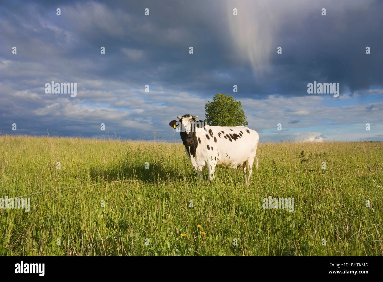 Scena di mucca rustica immagini e fotografie stock ad alta risoluzione ...