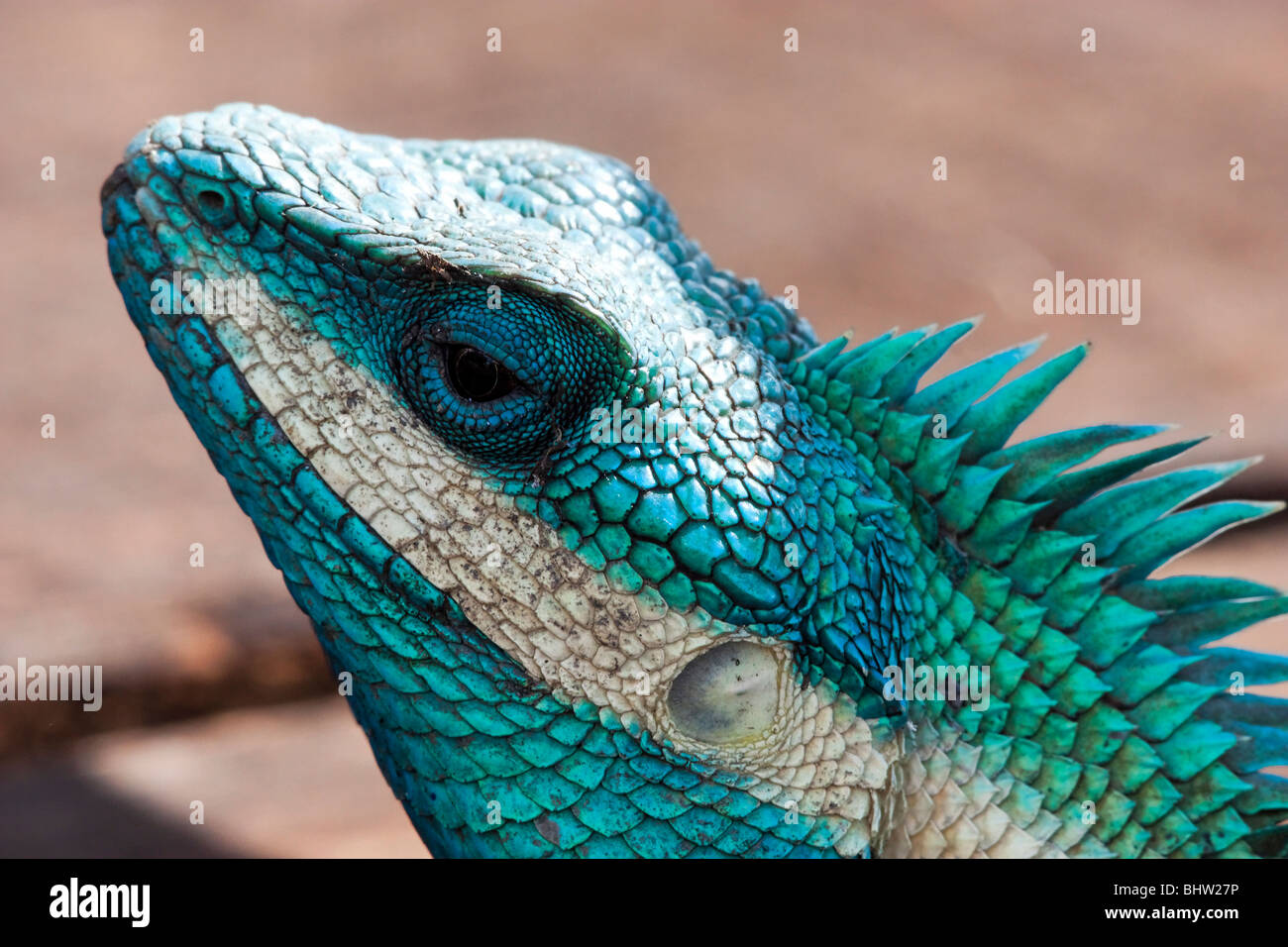 Close-up di faccia di lucertola azzurra dal Myanmar Foto stock - Alamy
