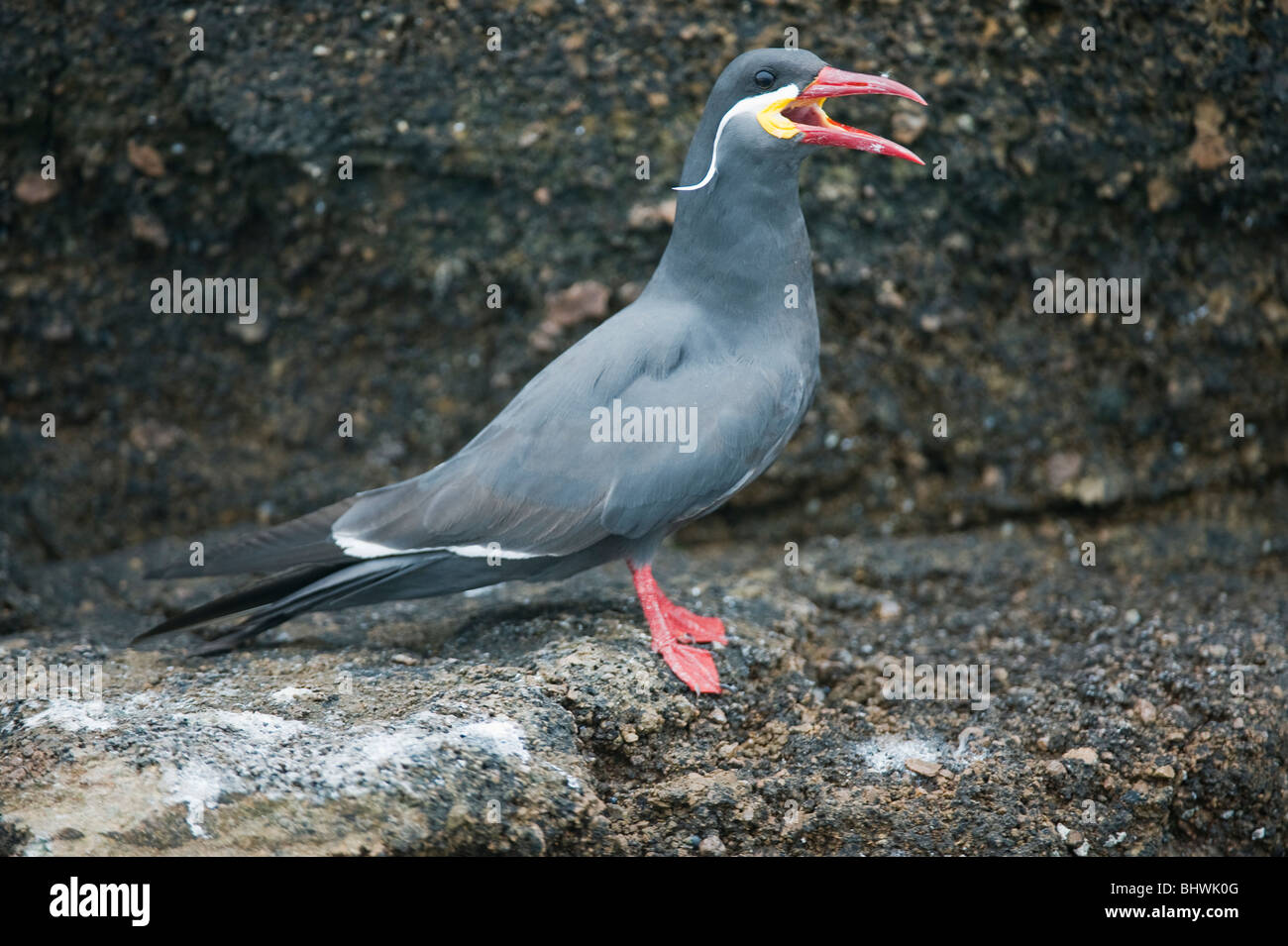 Inca sterna larosterna inca immagini e fotografie stock ad alta ...