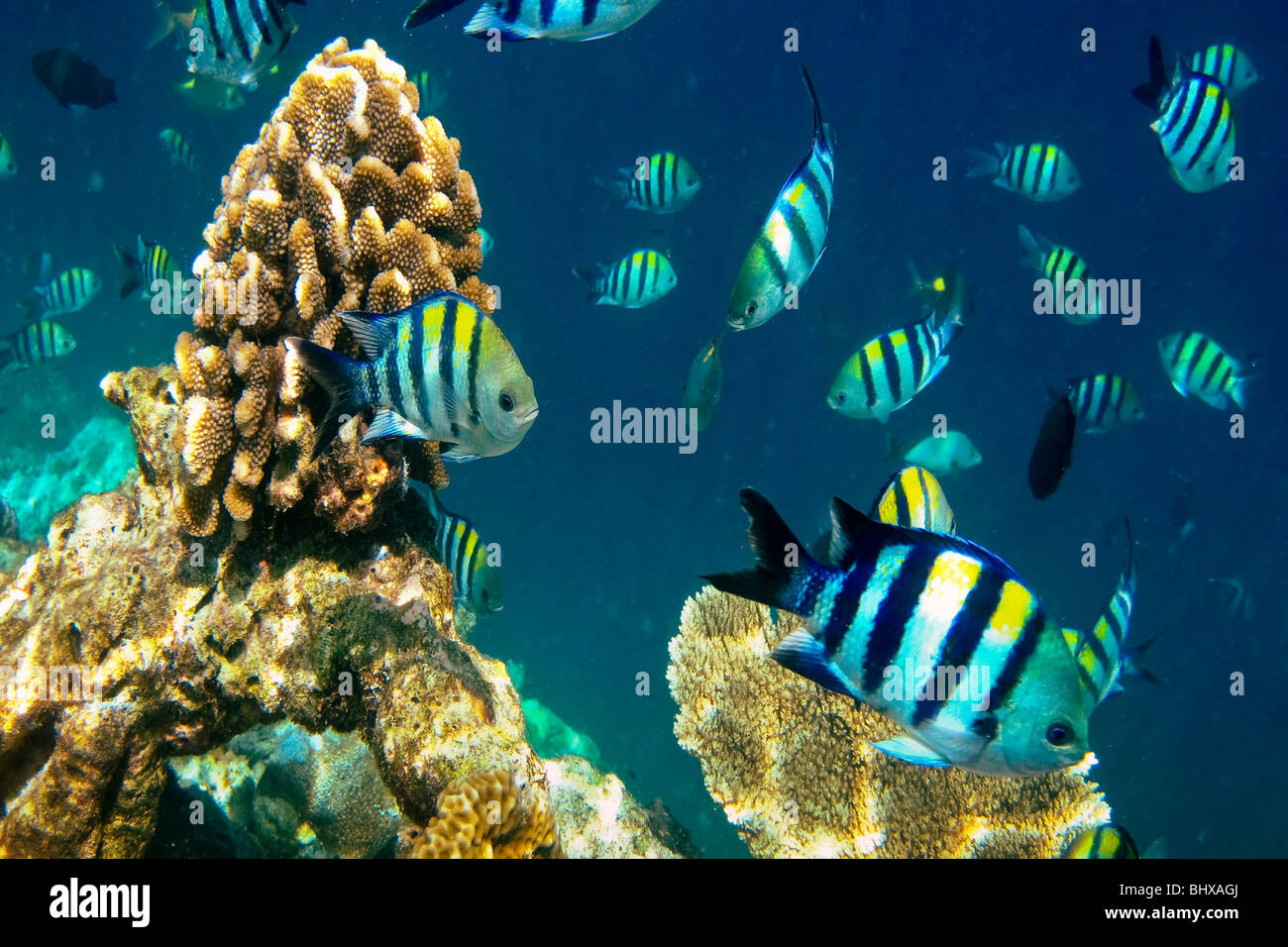 Atollo isola maldive immagini e fotografie stock ad alta risoluzione ...