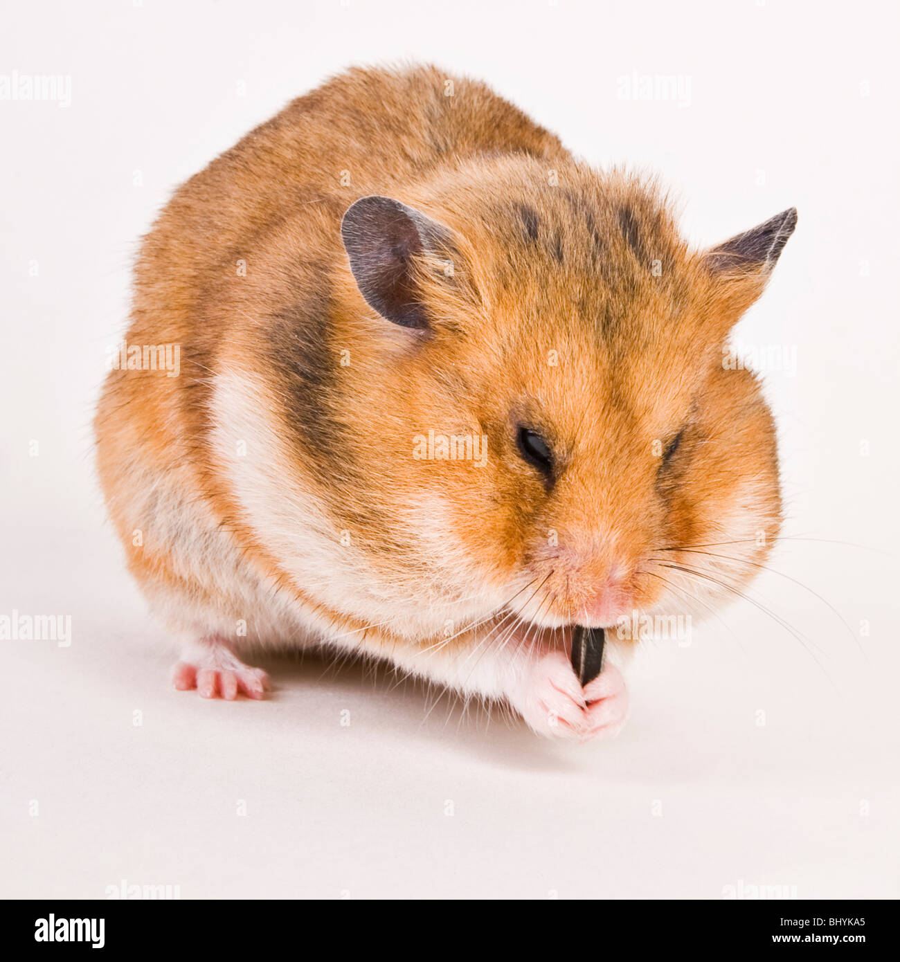 Criceto dorato immagini e fotografie stock ad alta risoluzione - Alamy