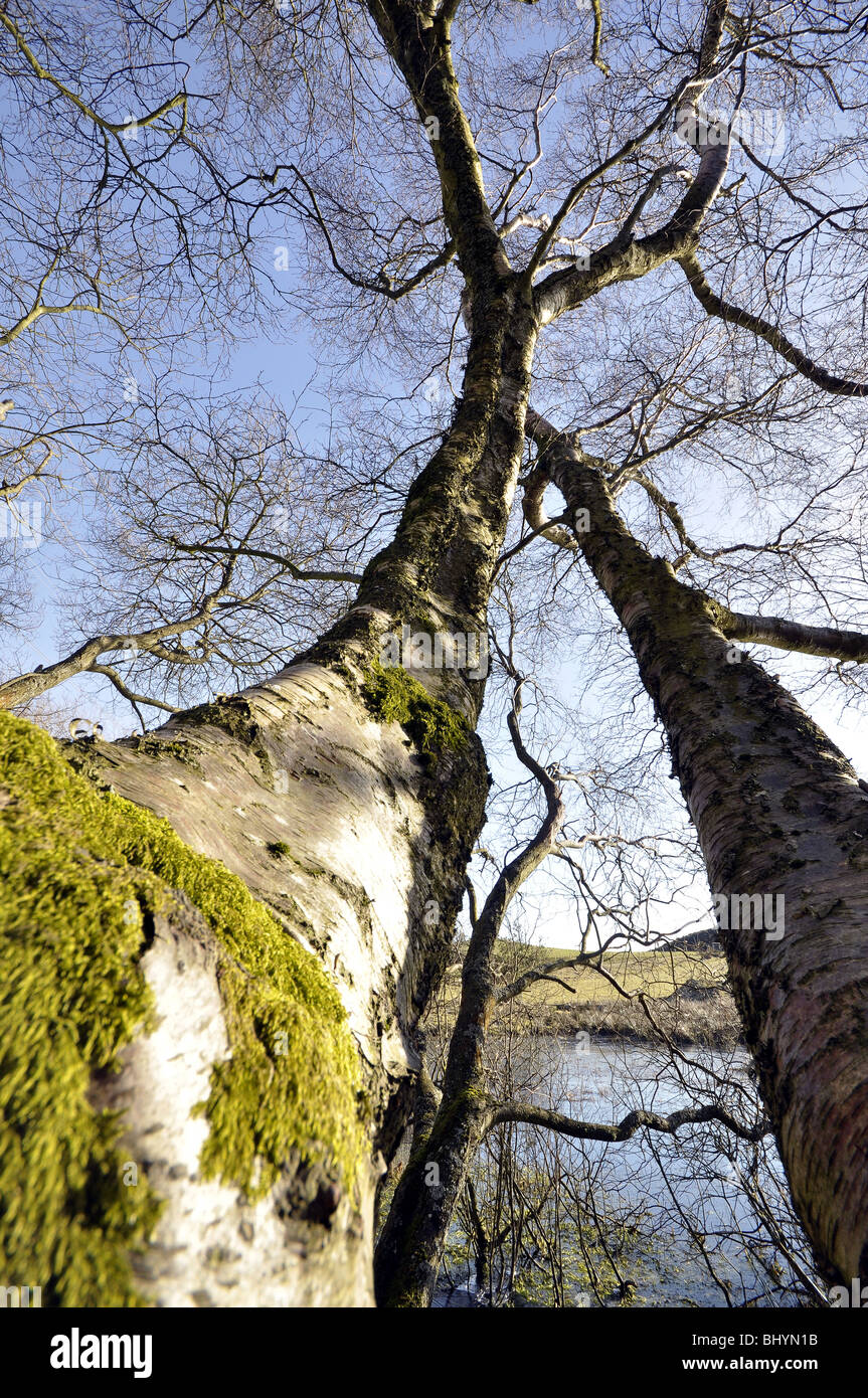 Tronco d'albero betulla pendula betulla d'argento immagini e fotografie ...