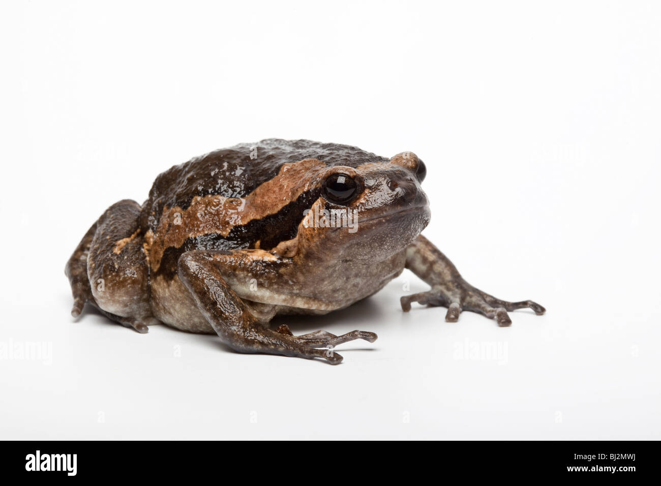 Sfondo bianco rana immagini e fotografie stock ad alta risoluzione - Alamy