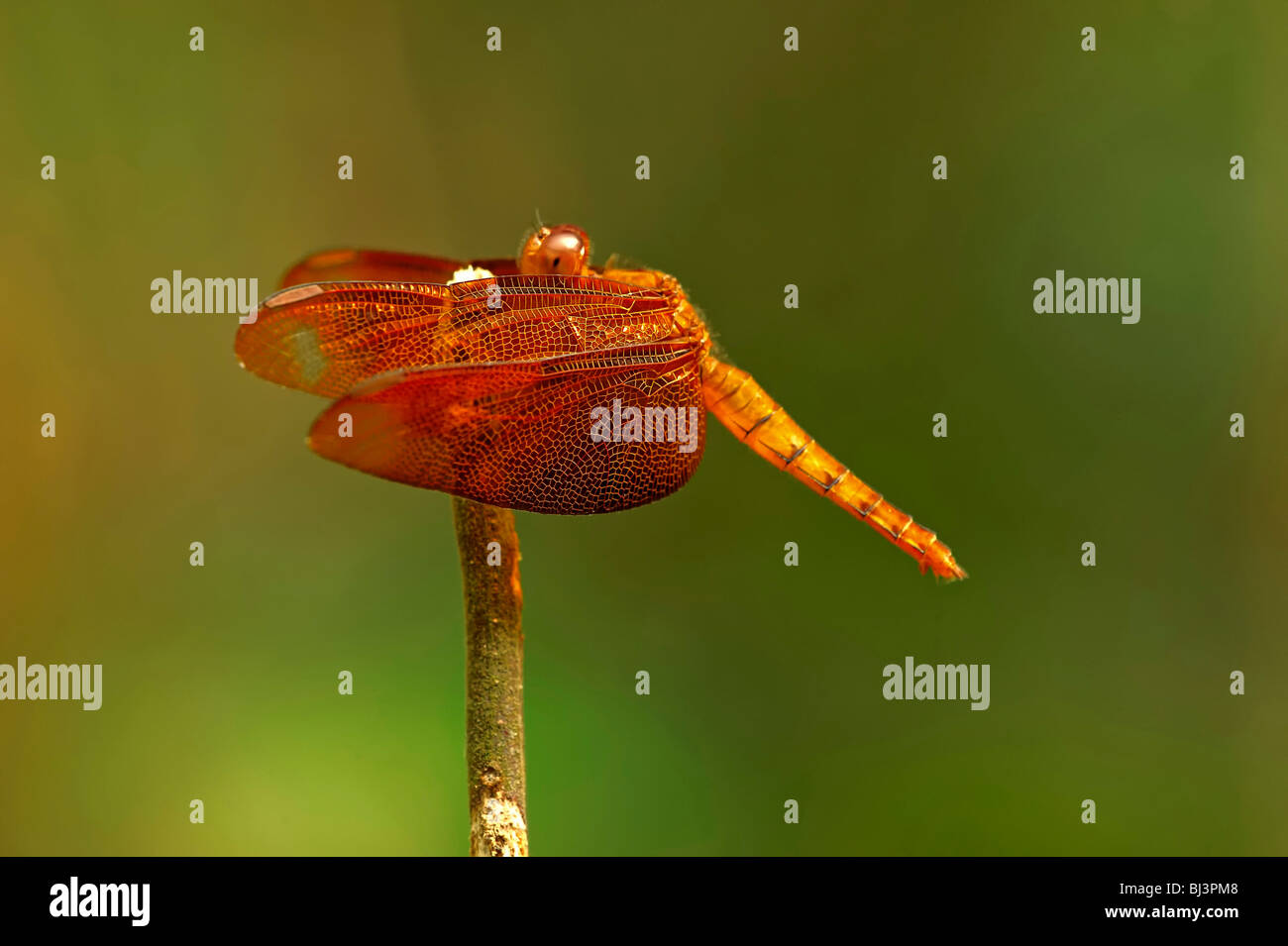 Libellula schiumatoio coda nera immagini e fotografie stock ad alta ...