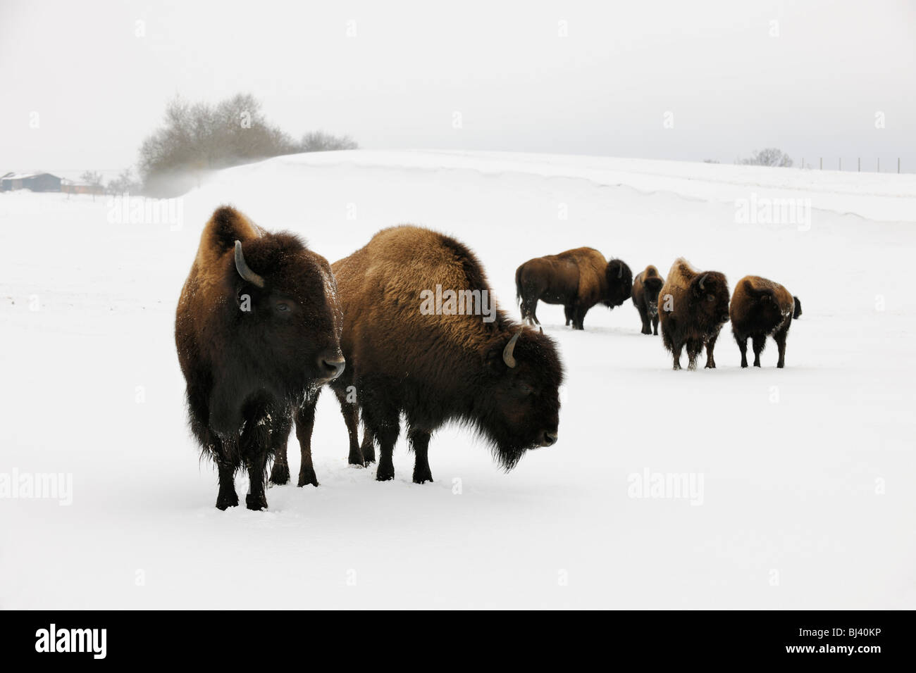 Mandrie di bisonti immagini e fotografie stock ad alta risoluzione - Alamy