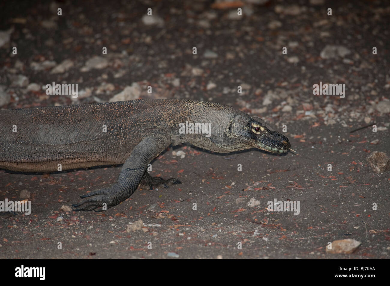 Komodo dragon foot immagini e fotografie stock ad alta risoluzione - Alamy