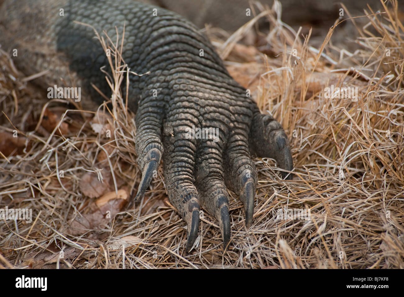 Komodo dragon foot immagini e fotografie stock ad alta risoluzione - Alamy