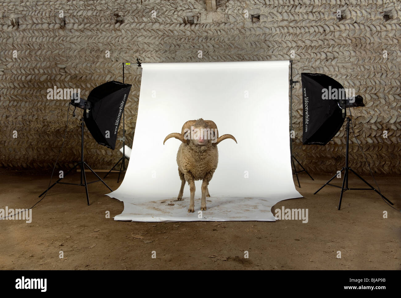 Bestiame di montone animale di pecora immagini e fotografie stock ad ...