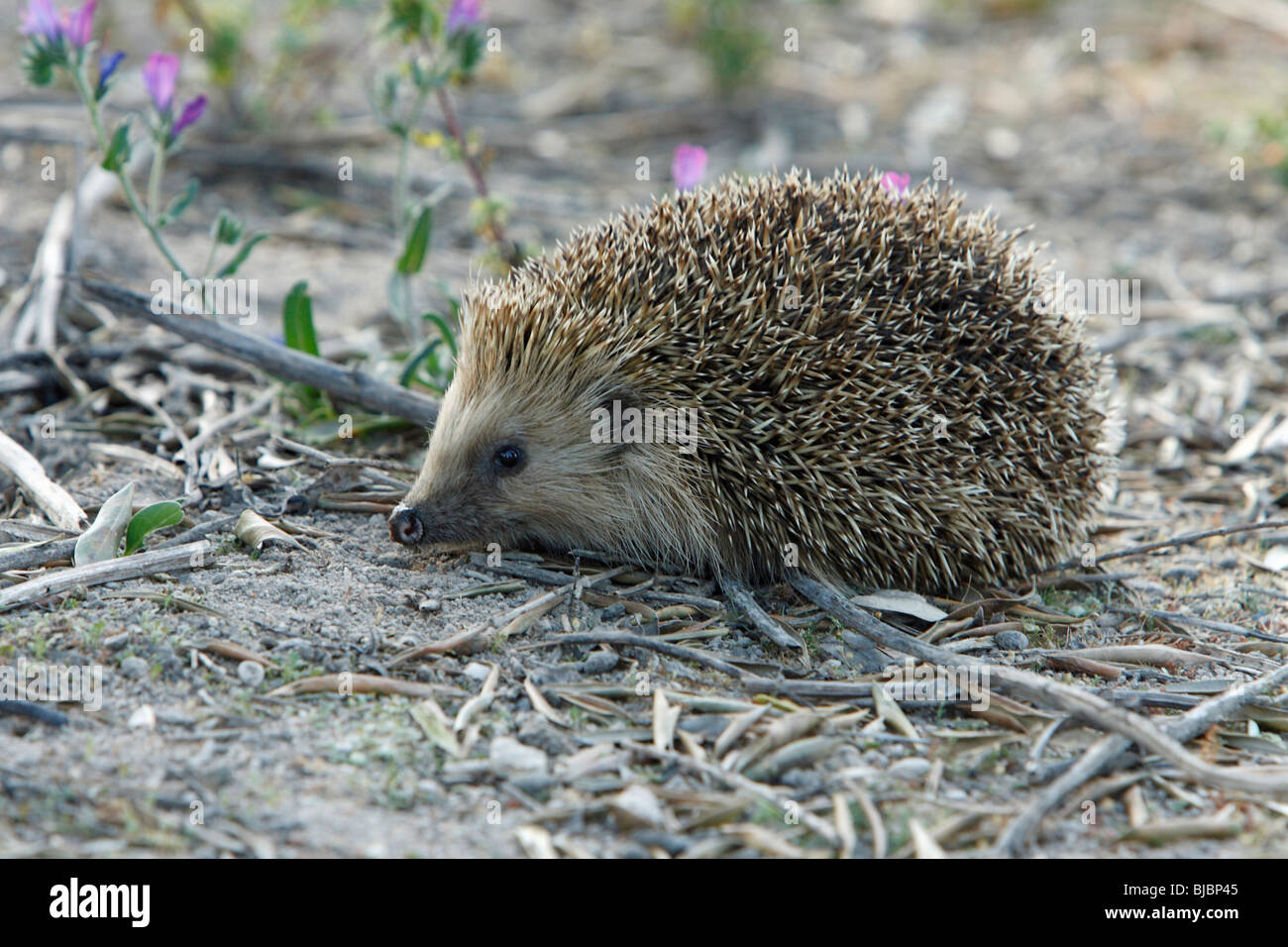 Unione riccio (Erinaceus europaeus) bionda fase colorato animale ...