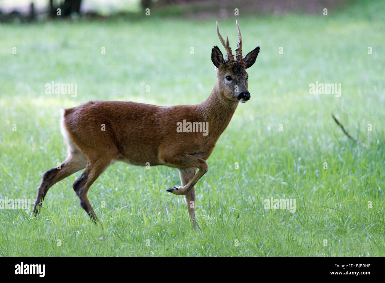 Fauna Selvatica Di Capriolo Europeo Immagini e Fotos Stock - Alamy
