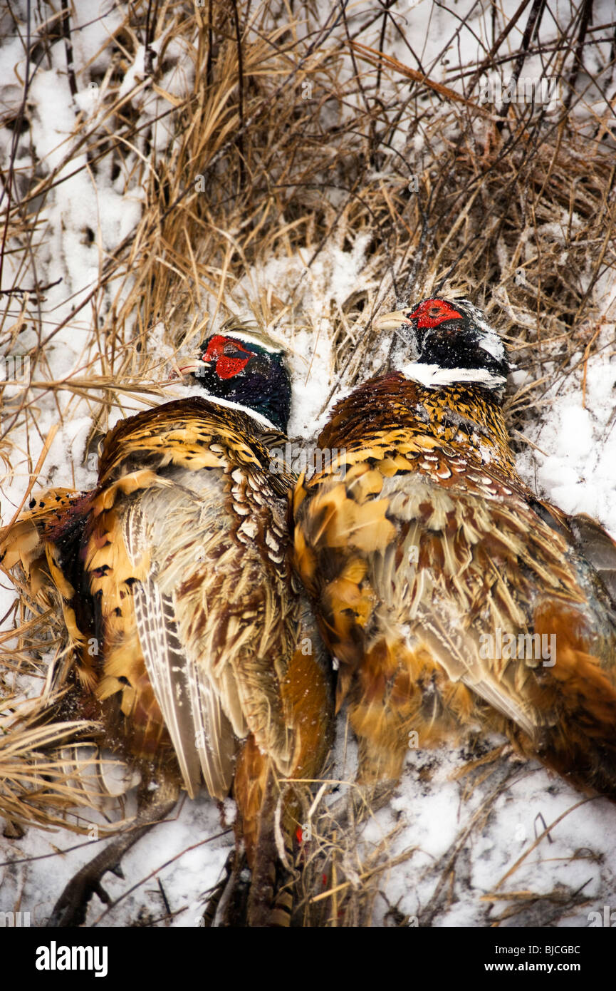 Cacciatori di fagiani immagini e fotografie stock ad alta risoluzione ...