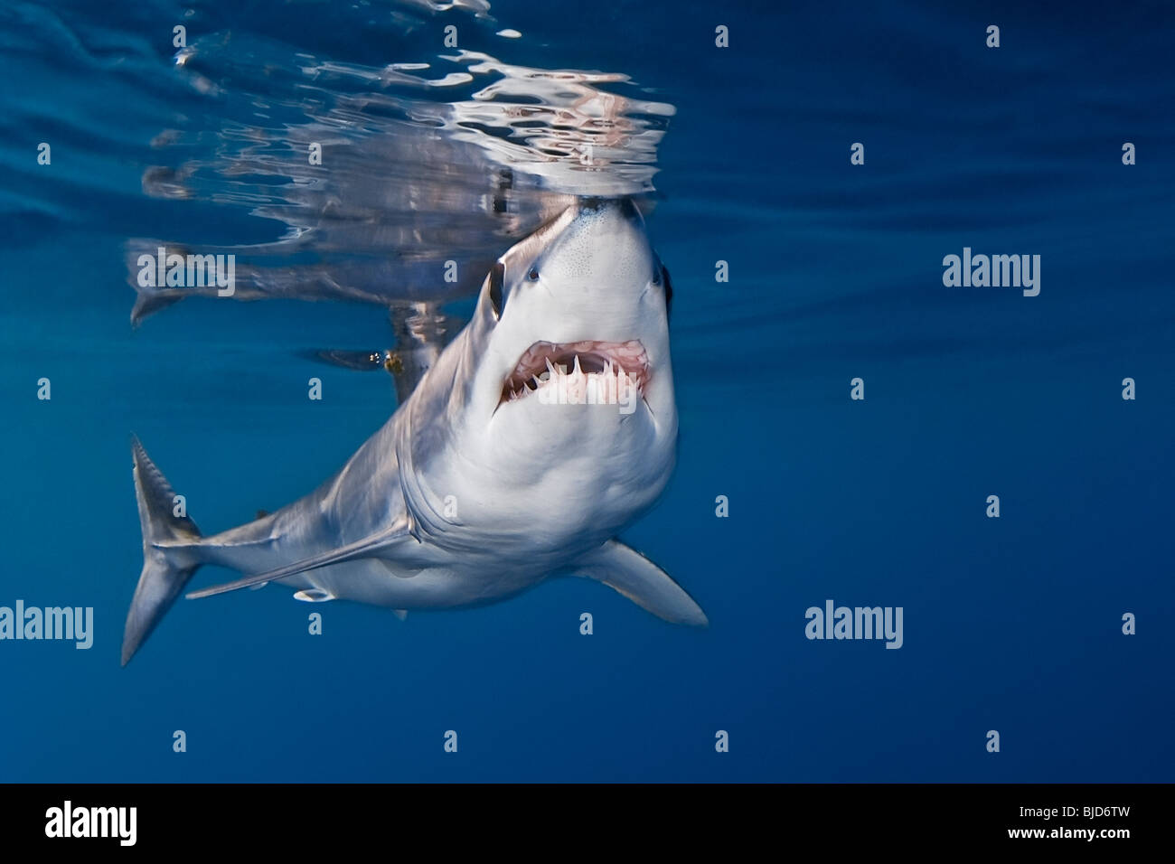 Mascella di squalo mako immagini e fotografie stock ad alta risoluzione ...