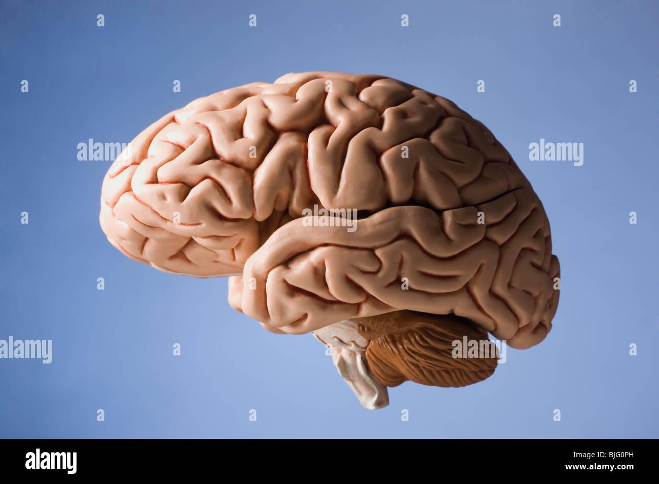 Cervello umano immagini e fotografie stock ad alta risoluzione - Alamy