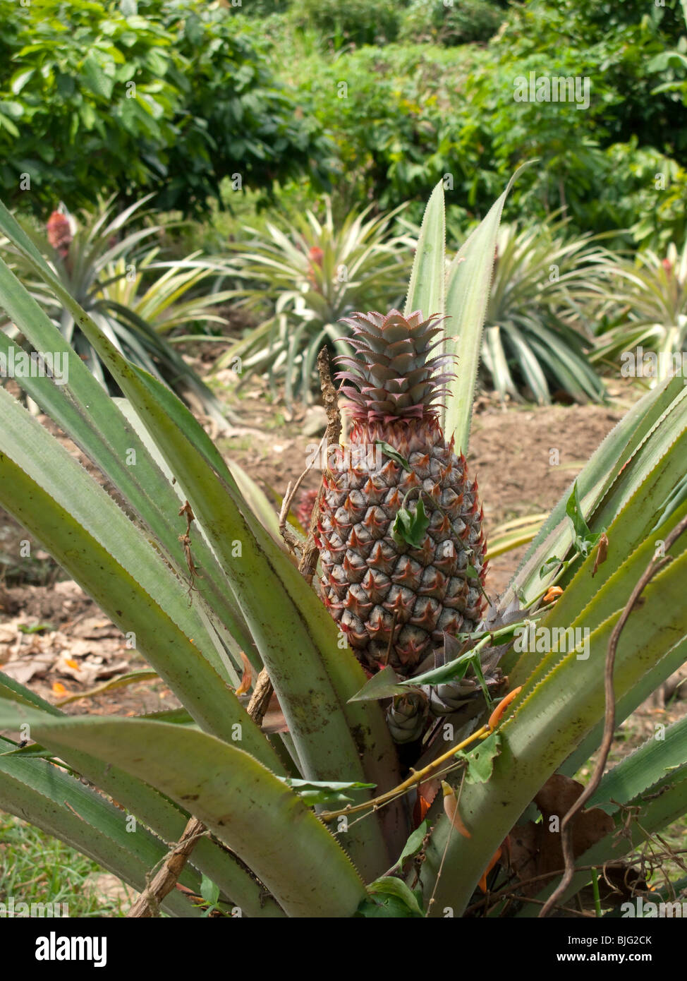 Pianta di ananas immagini e fotografie stock ad alta risoluzione - Alamy