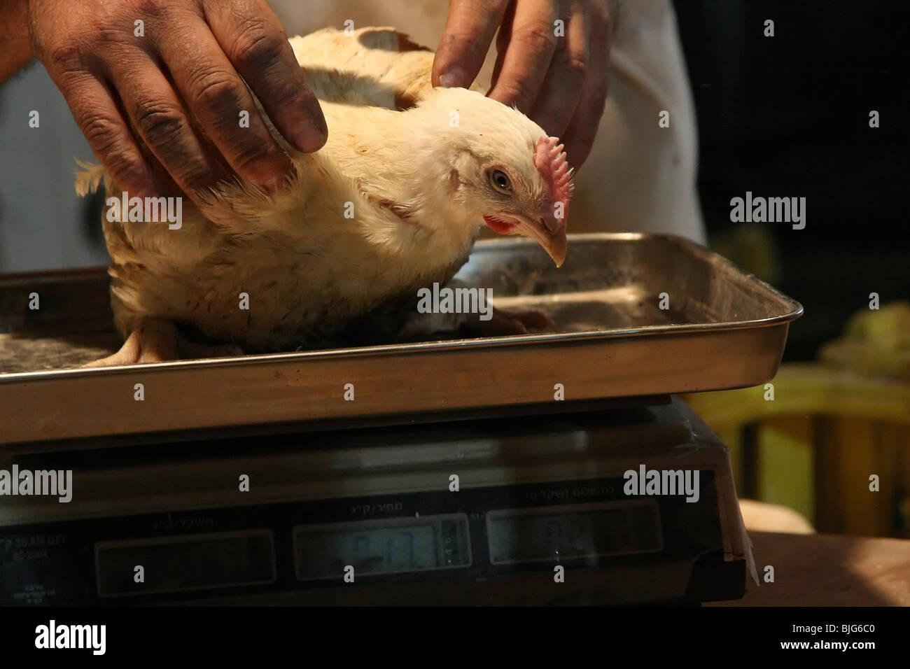 Pesa di pollo immagini e fotografie stock ad alta risoluzione - Alamy