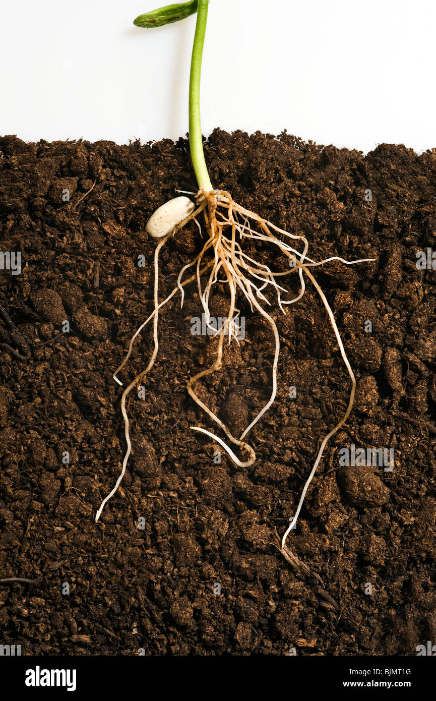 Phaseolus vulgaris Fagiolo francese piantina che mostra le sementi di ...