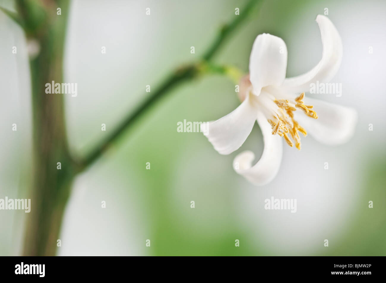 Zagara limone immagini e fotografie stock ad alta risoluzione - Alamy