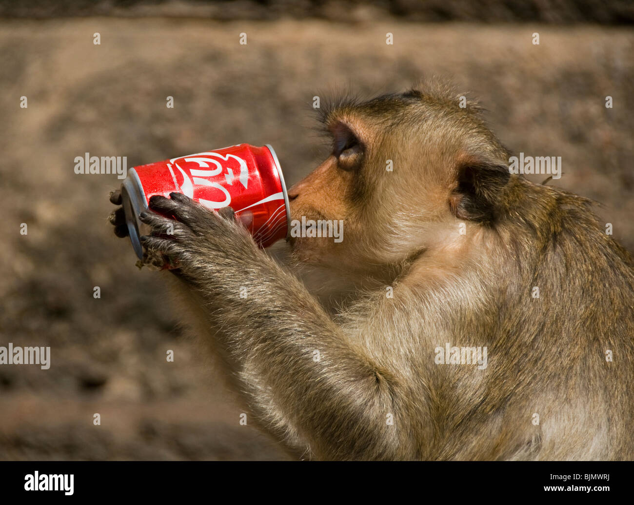 Monkey bevendo una Coca Cola al banchetto di scimmia Festival in ...