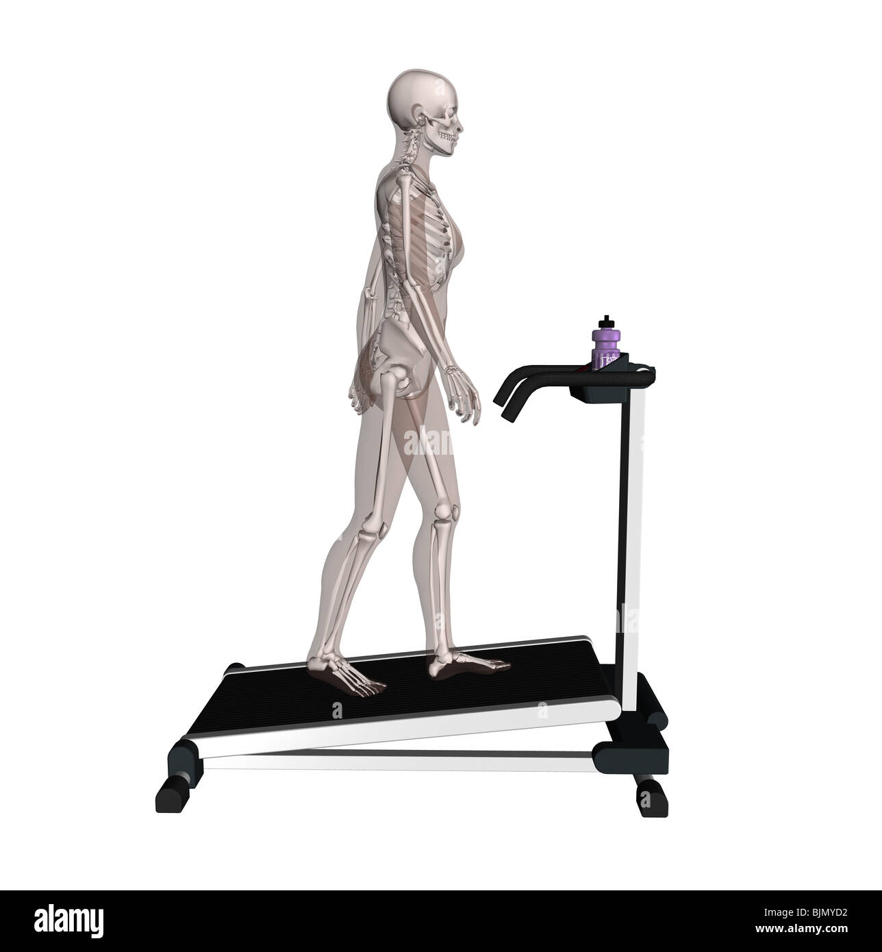 Anatomia dello scheletro umano Immagini senza sfondo e Foto Stock ...