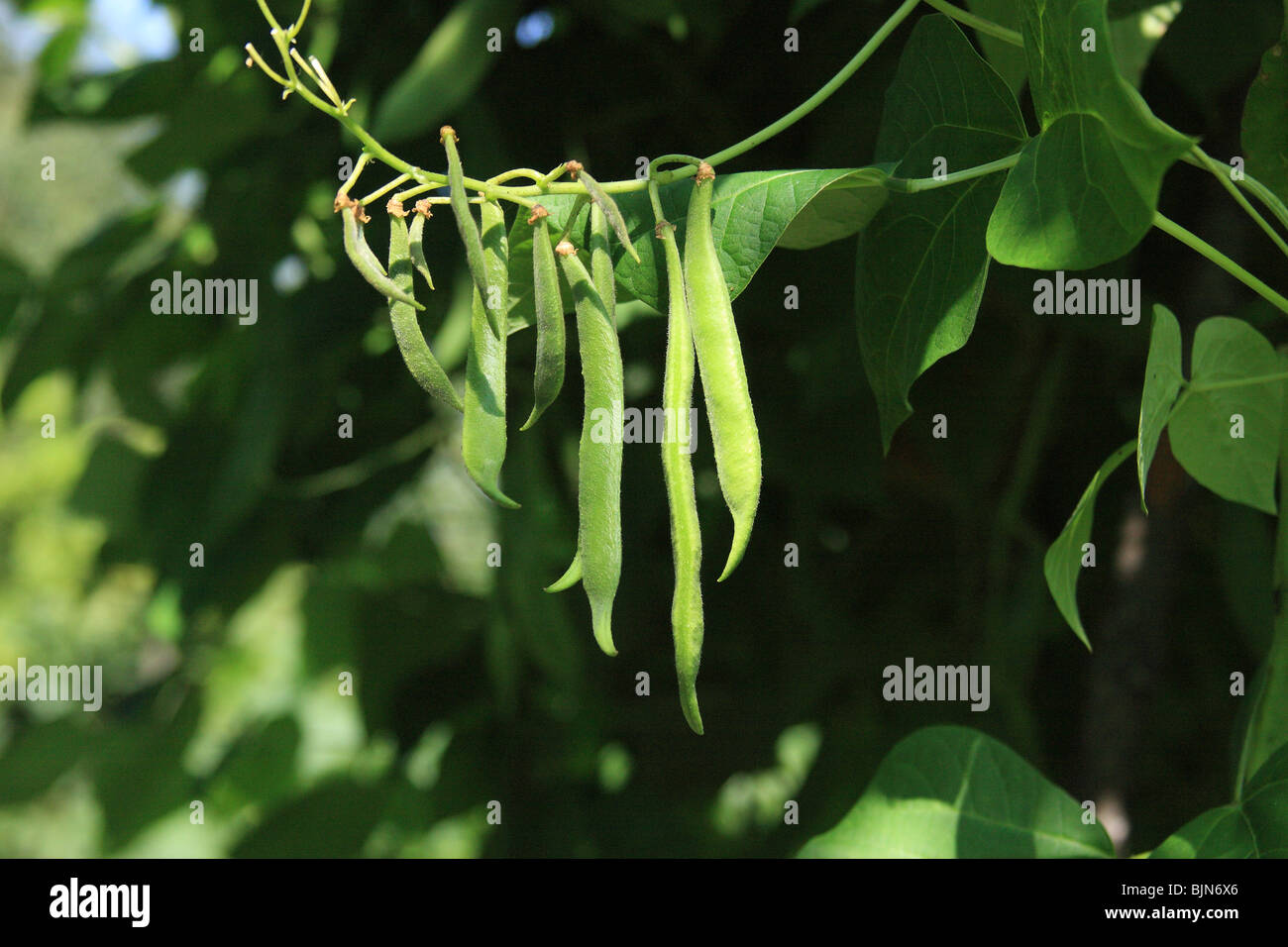 Fagiolo rampicante fresco immagini e fotografie stock ad alta ...