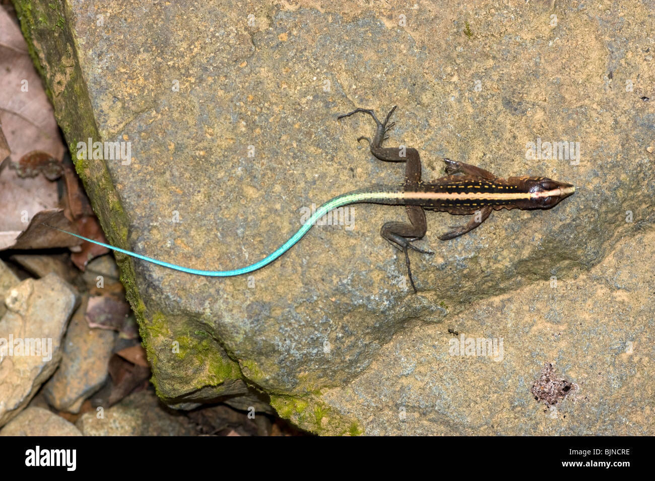 Blue tailed lizard immagini e fotografie stock ad alta risoluzione - Alamy