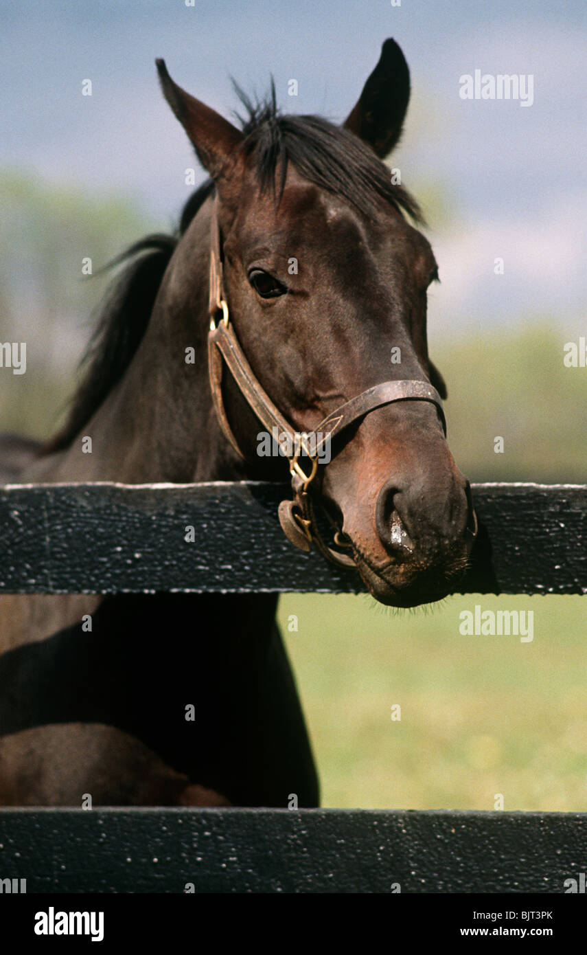 L'anatomia di un cavallo immagini e fotografie stock ad alta ...