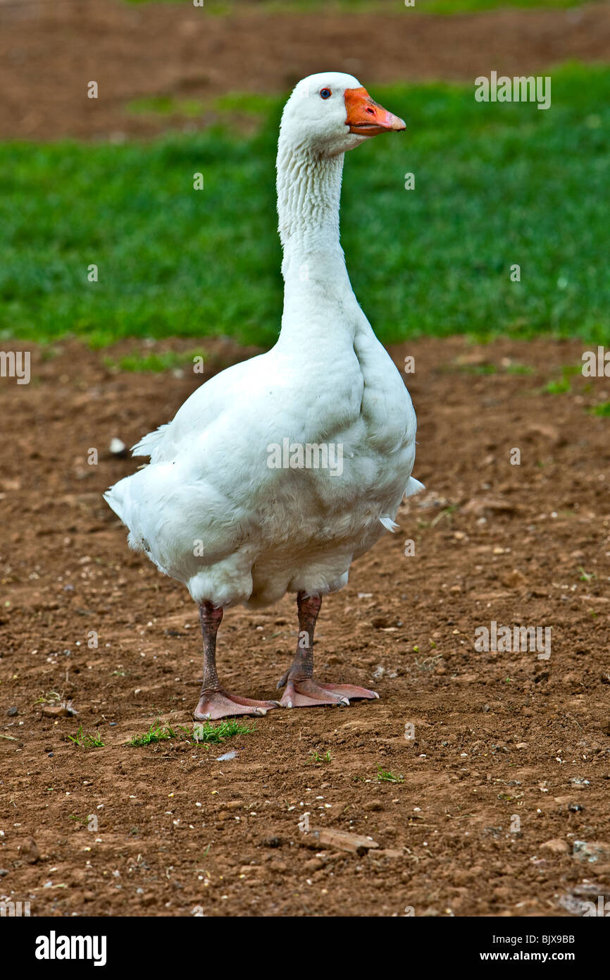 Uccelli uccello oca oca gander immagini e fotografie stock ad alta ...