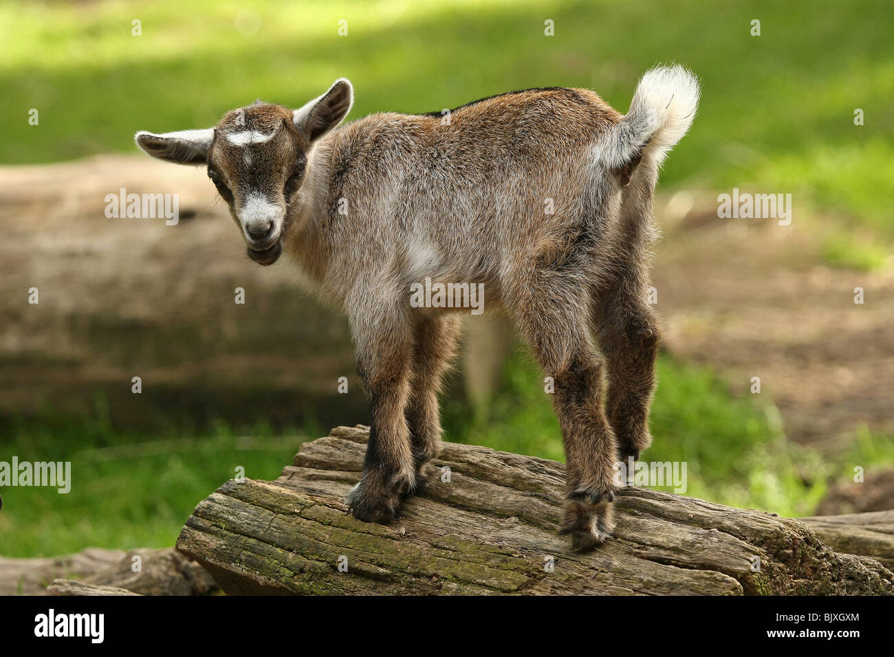 Capra giovane immagini e fotografie stock ad alta risoluzione - Alamy
