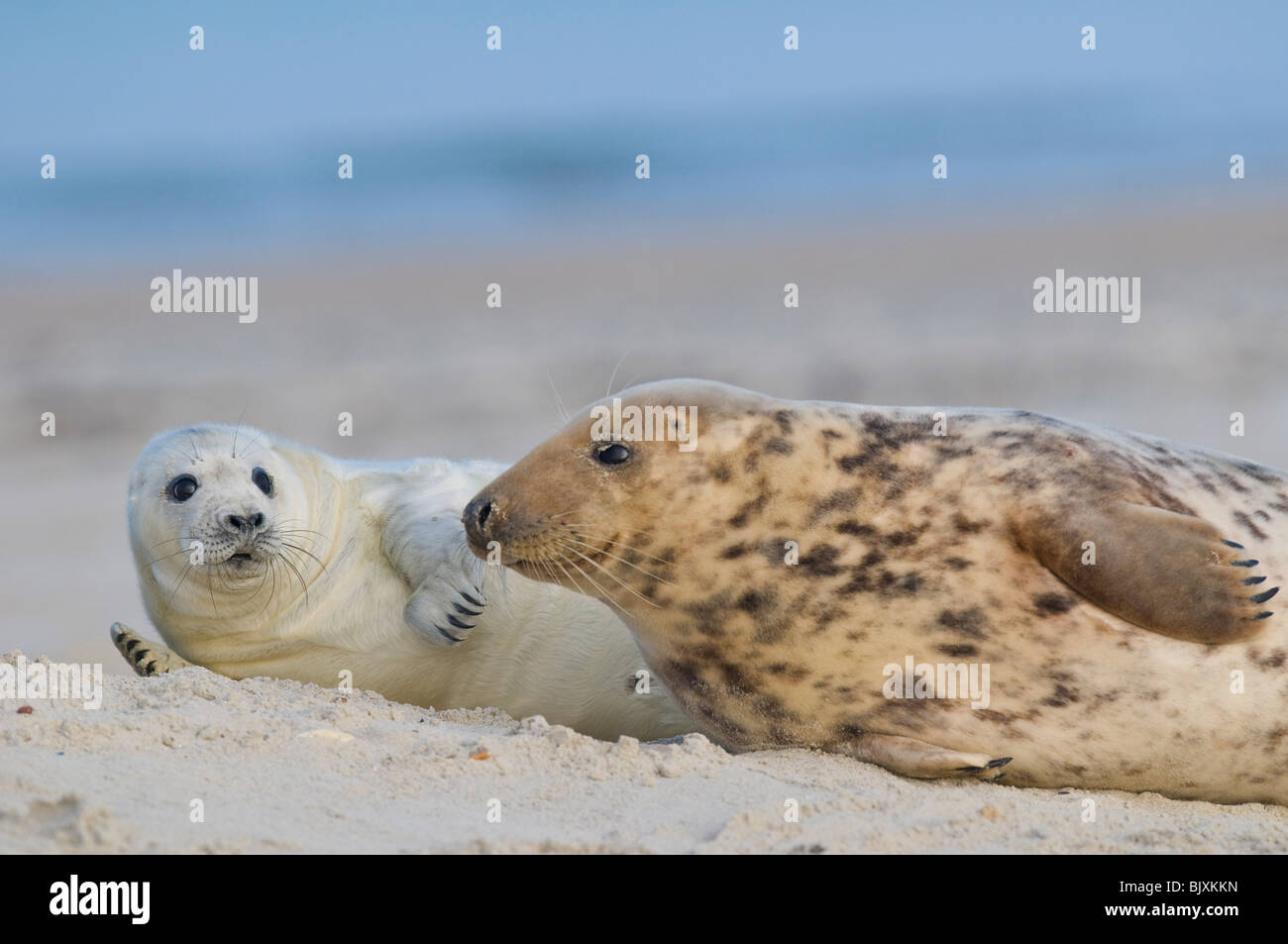 Due foche immagini e fotografie stock ad alta risoluzione - Alamy