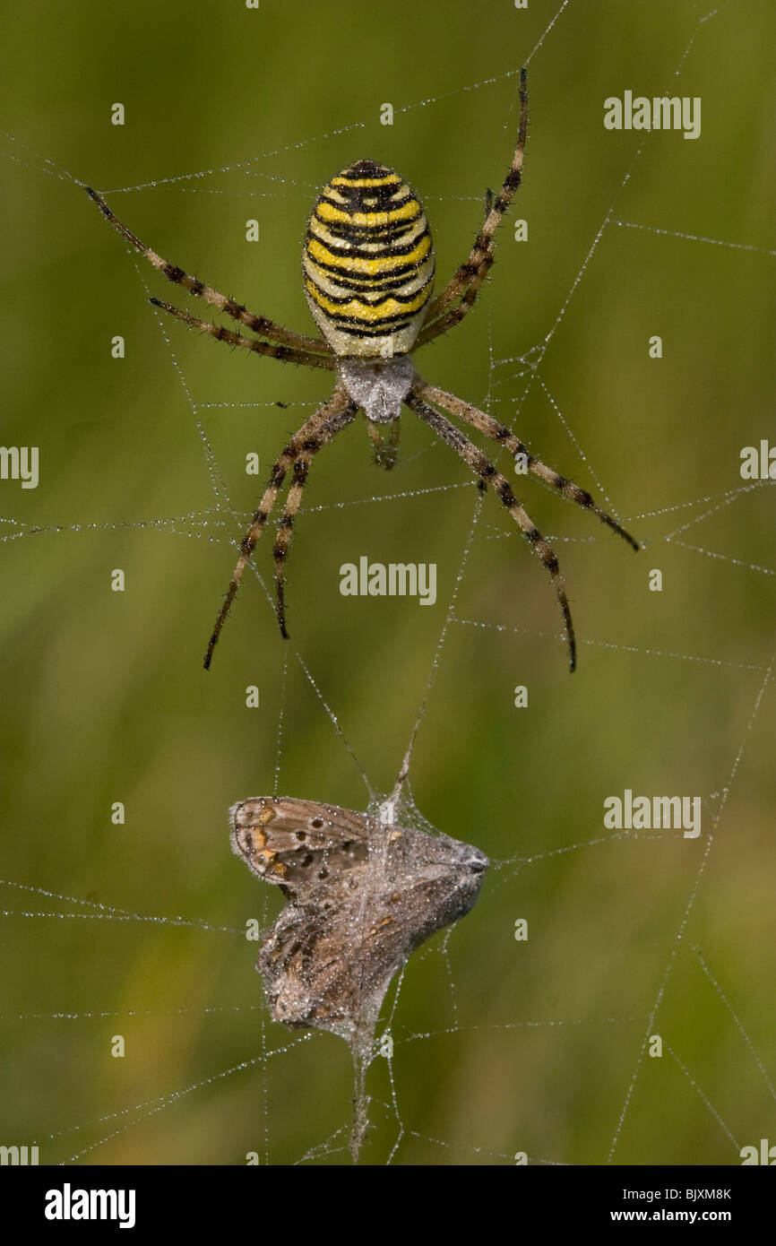 Mangia insetti e ragni immagini e fotografie stock ad alta risoluzione ...