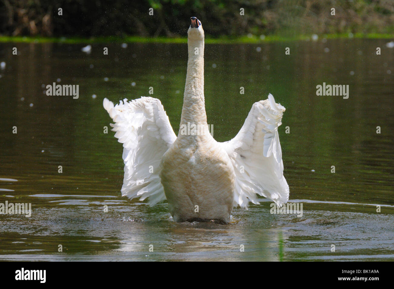Comportamento del cigno del cigno immagini e fotografie stock ad alta ...