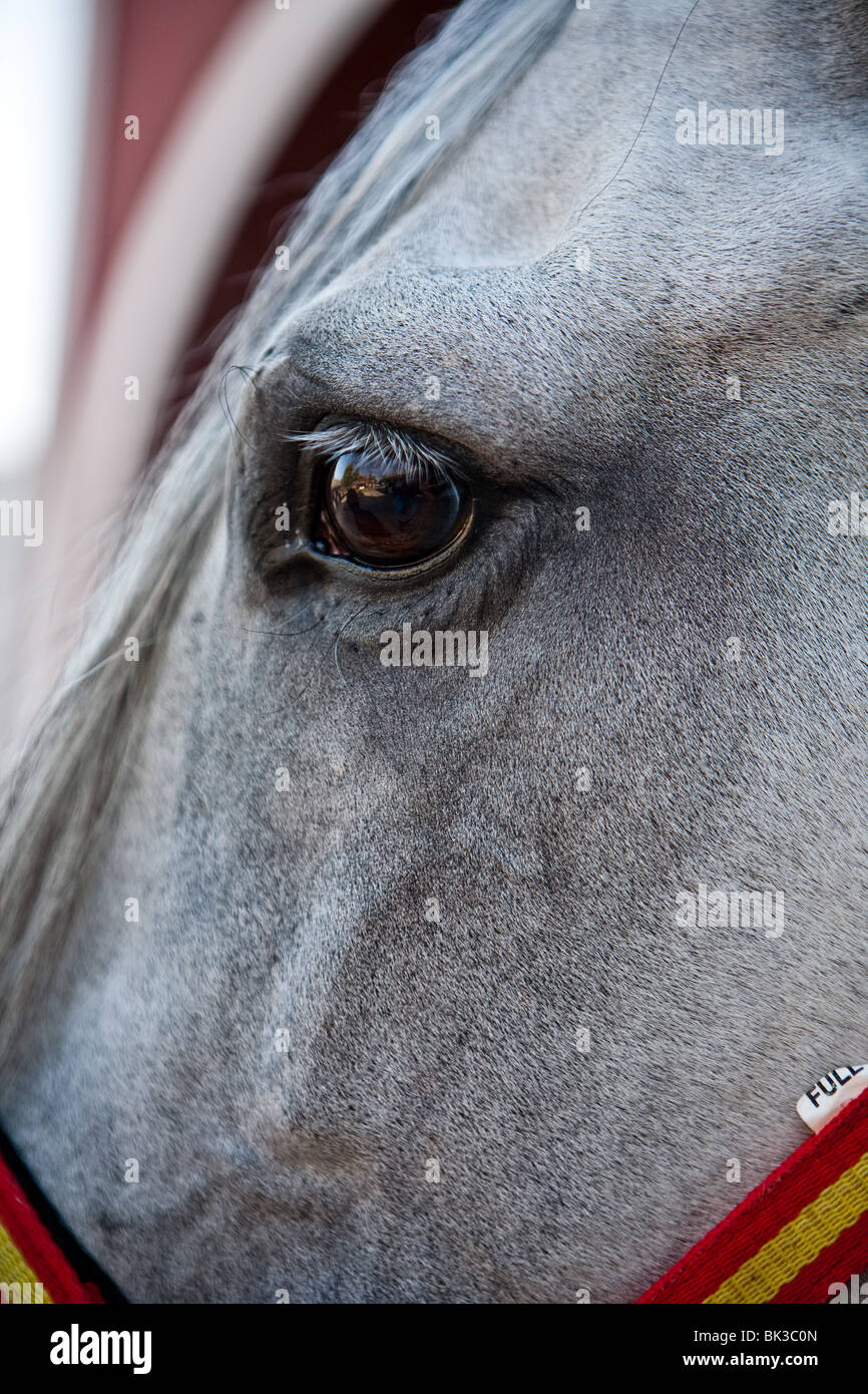 Morfologia del cavallo immagini e fotografie stock ad alta risoluzione ...