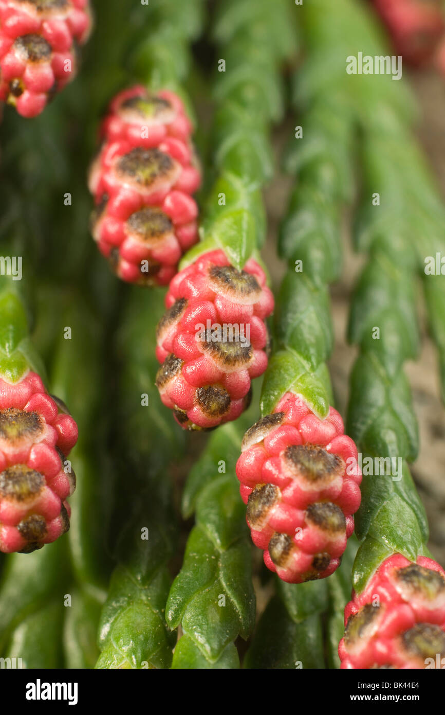 Coni di cipresso maschile immagini e fotografie stock ad alta ...