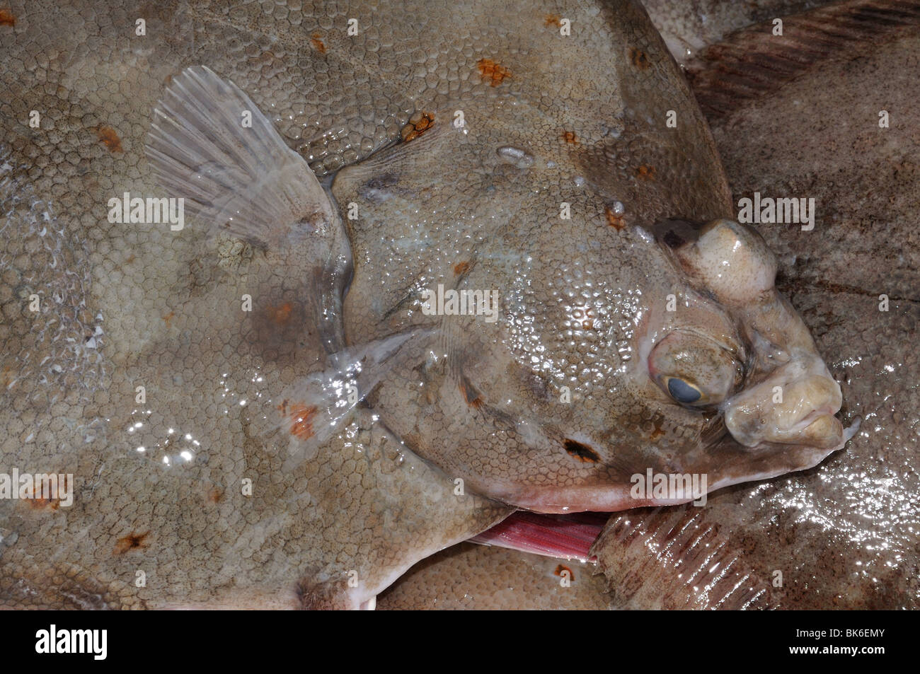Pesce passera immagini e fotografie stock ad alta risoluzione - Alamy