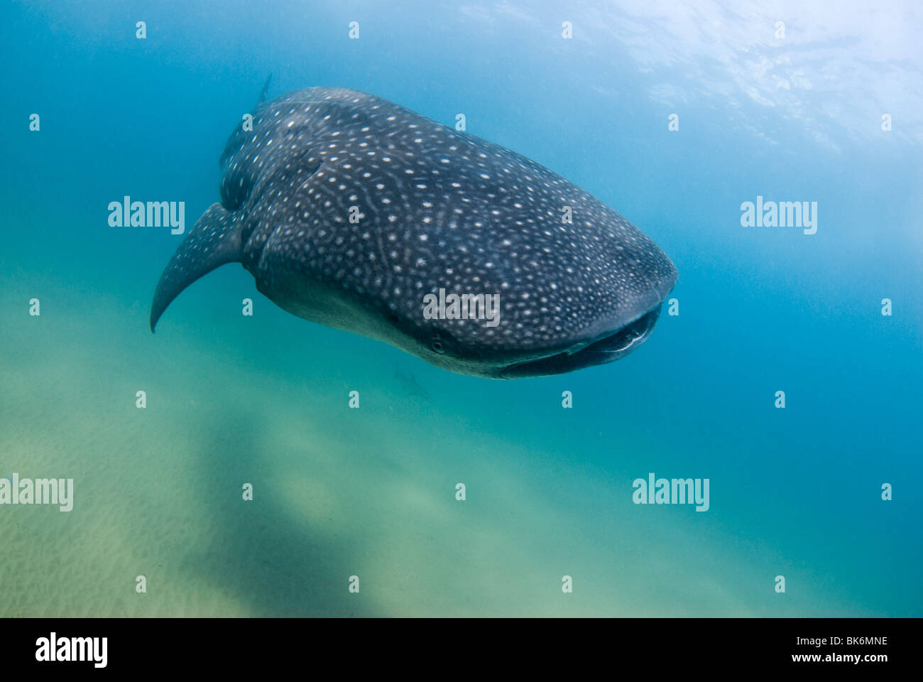 Snorkeling dello squalo balena immagini e fotografie stock ad alta ...