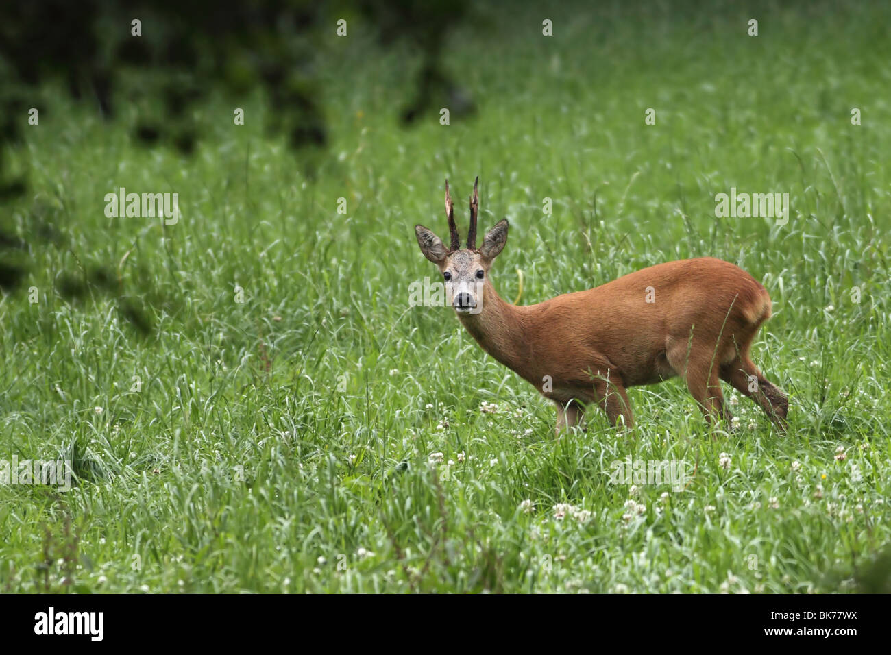 Capriolo con corna immagini e fotografie stock ad alta risoluzione - Alamy