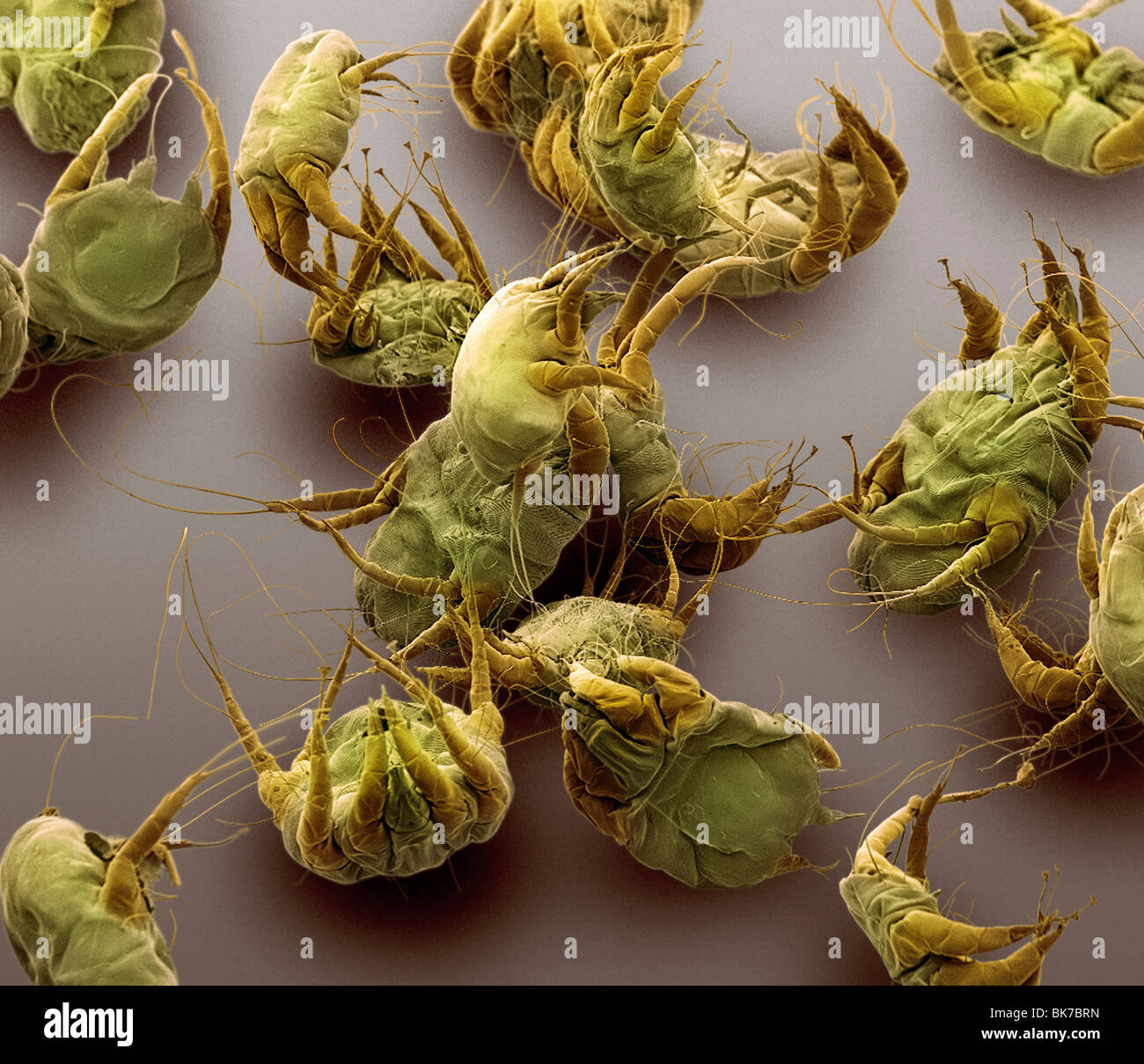 Acari della rogna immagini e fotografie stock ad alta risoluzione - Alamy