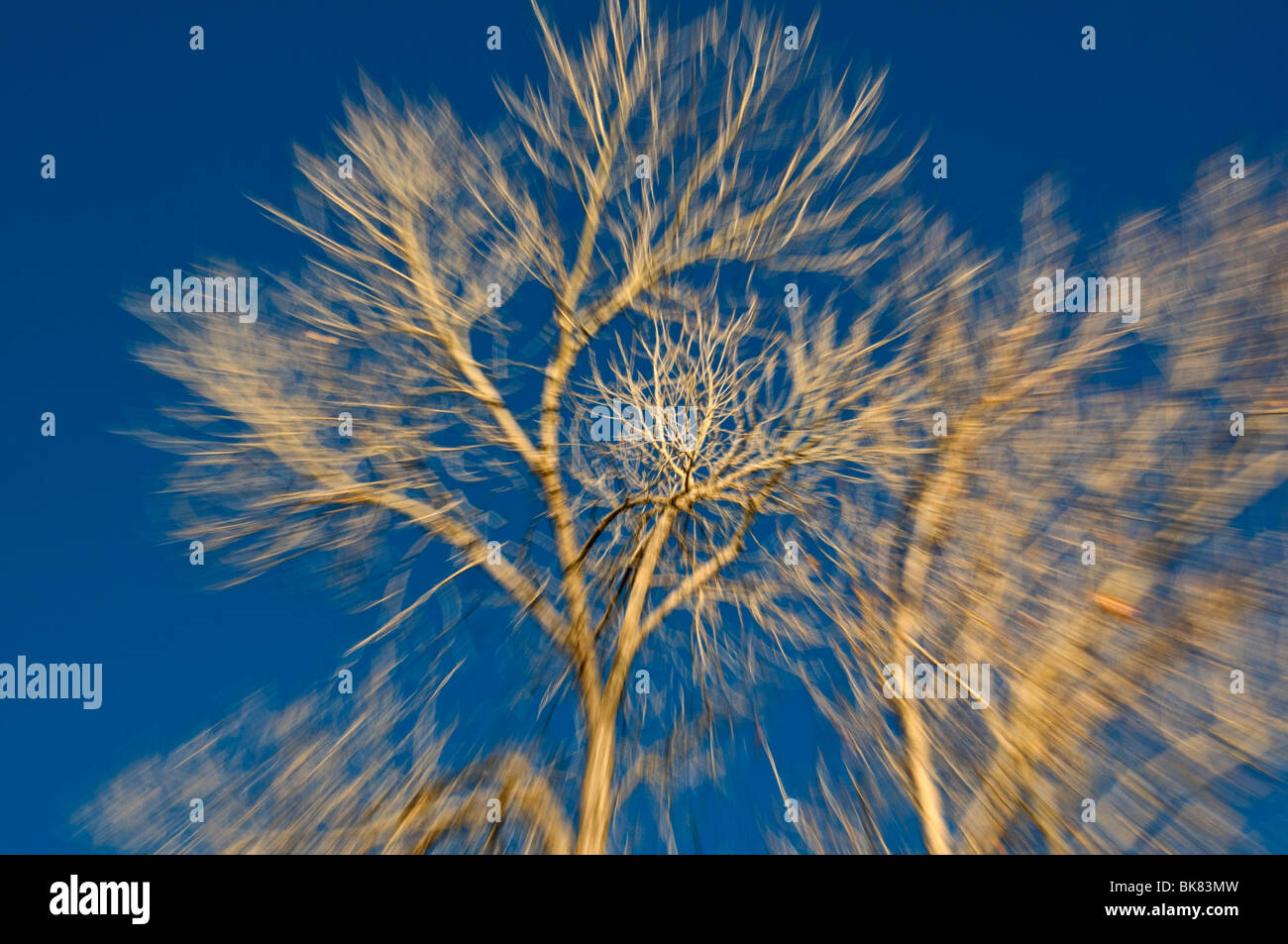 Alberi scossi immagini e fotografie stock ad alta risoluzione - Alamy
