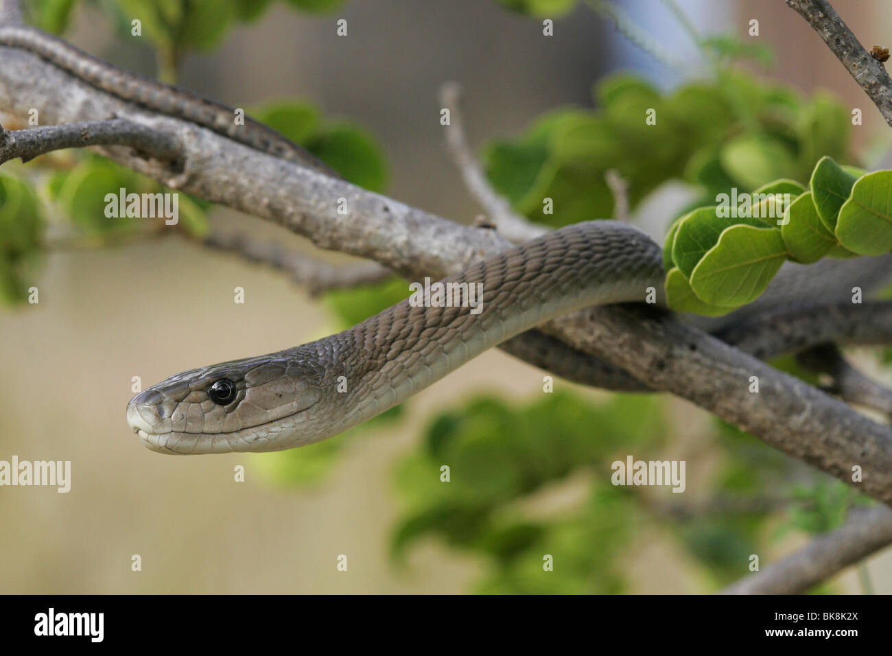 Mamba nero immagini e fotografie stock ad alta risoluzione - Alamy