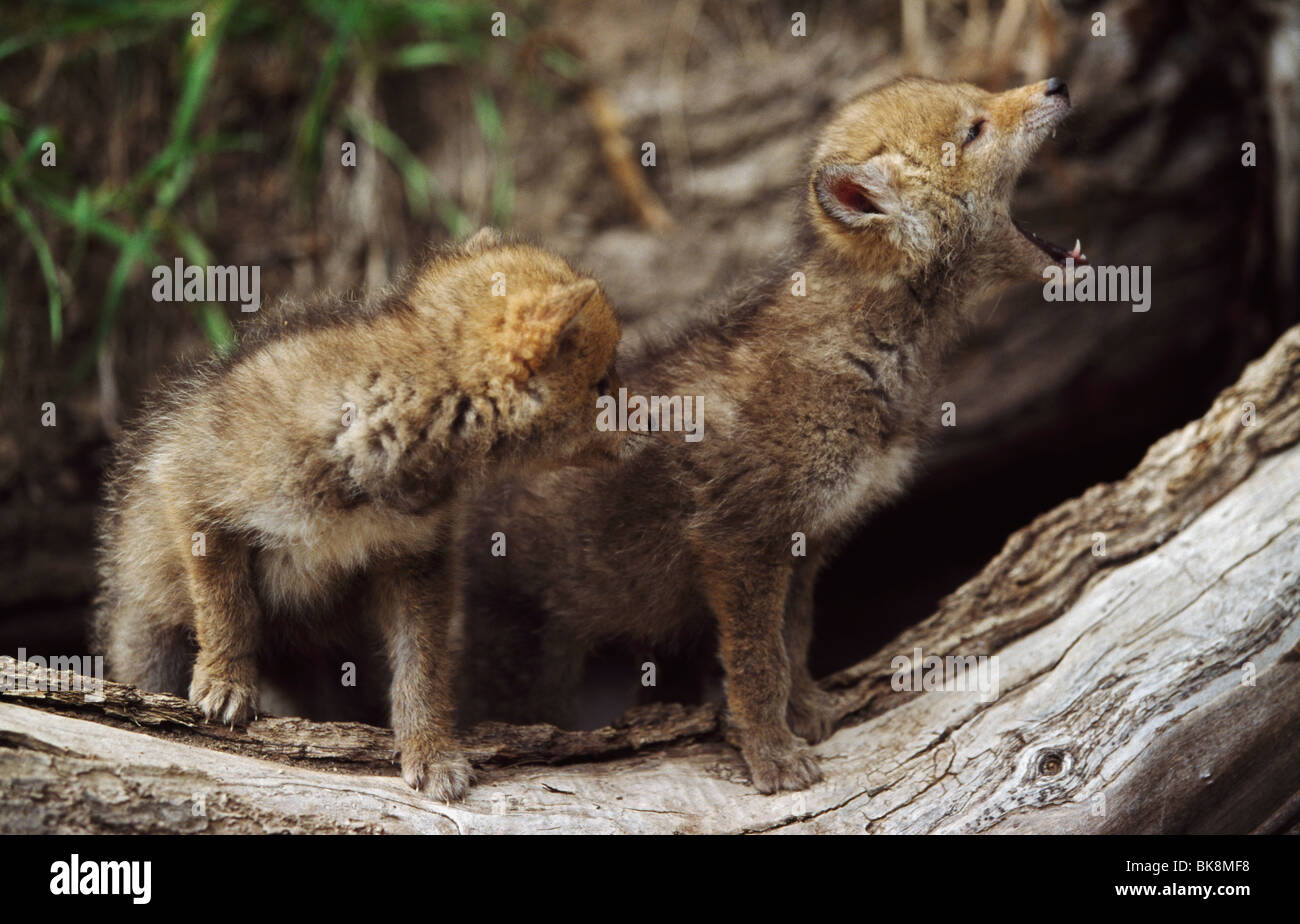 Ululato dei lupi immagini e fotografie stock ad alta risoluzione - Alamy