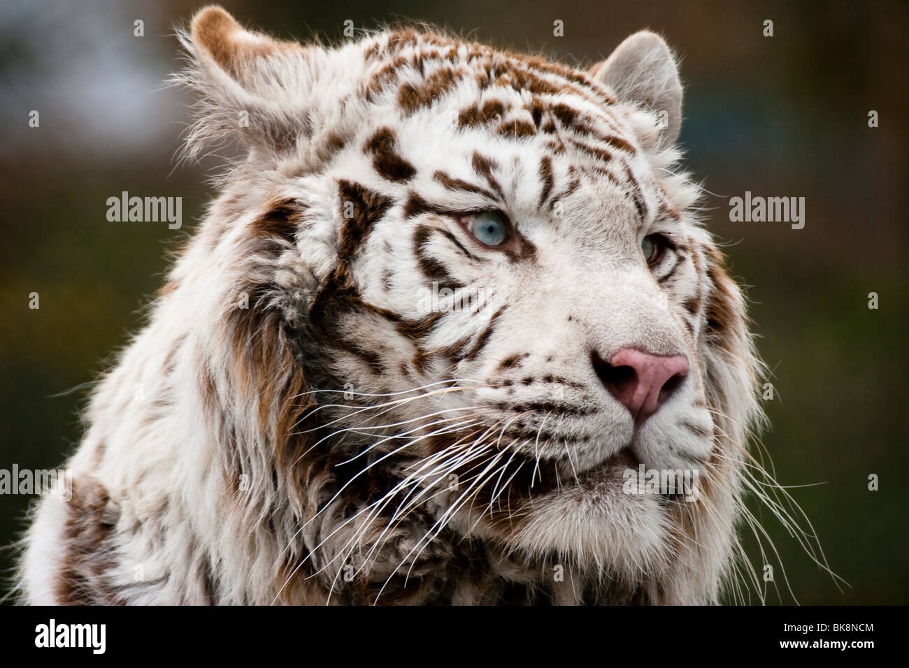 Faccia di tigre bianca immagini e fotografie stock ad alta risoluzione ...