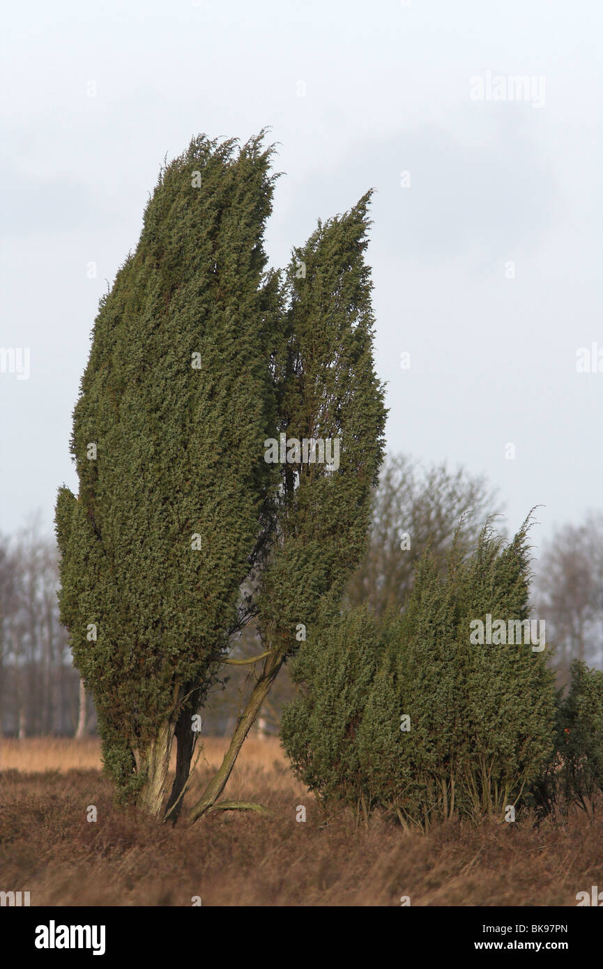 Ginepro comune immagini e fotografie stock ad alta risoluzione - Alamy
