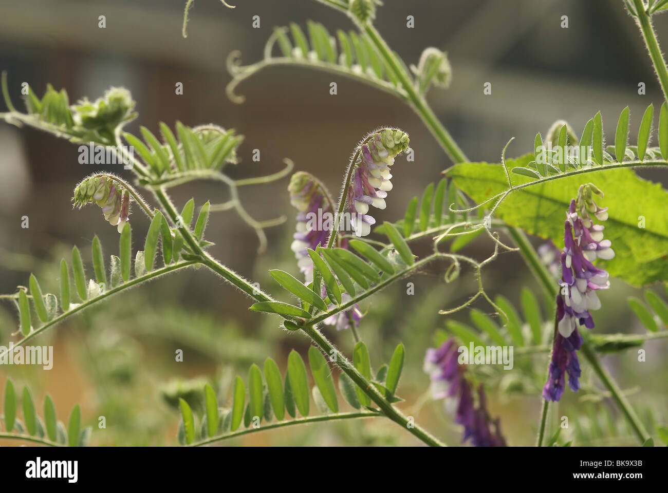 Groeiwijze van bonte wikke incontrato bloemen immagini e fotografie ...