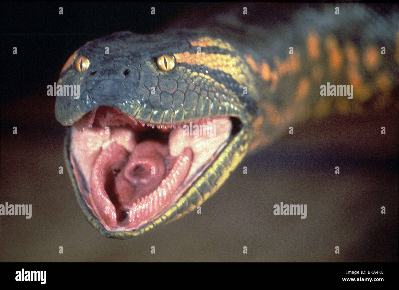 Galleria Fotografica Del Serpente Anaconda ANACONDA E COCCODRILLO