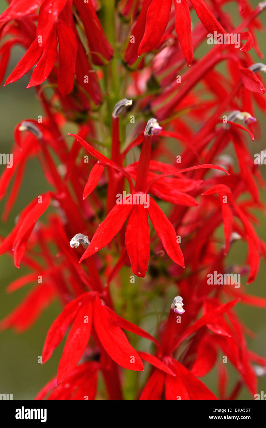 Scarlet lobelia immagini e fotografie stock ad alta risoluzione - Alamy