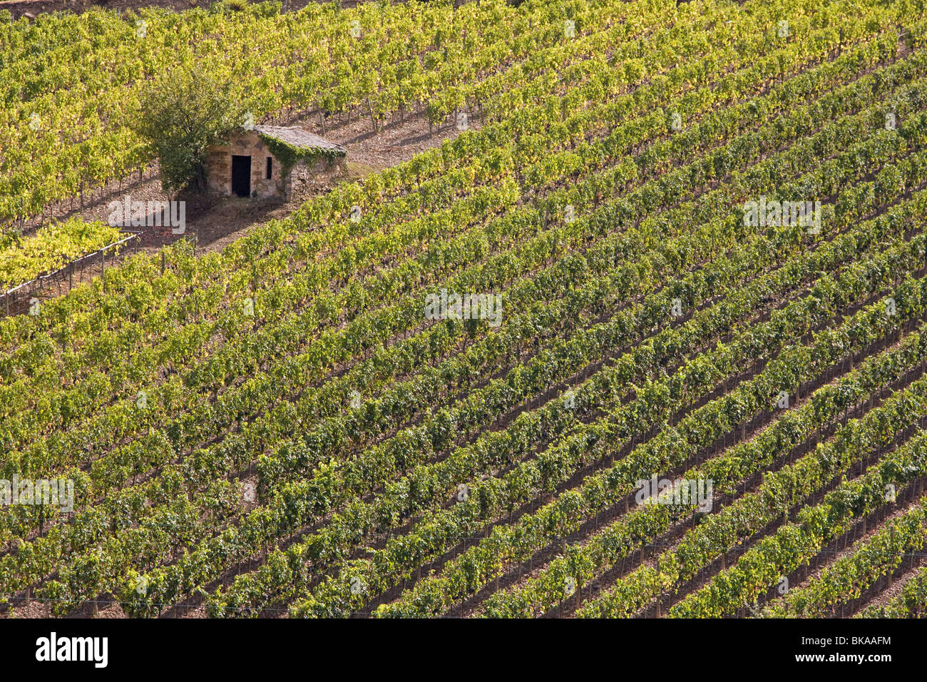 Vigneto in toscana immagini e fotografie stock ad alta risoluzione - Alamy