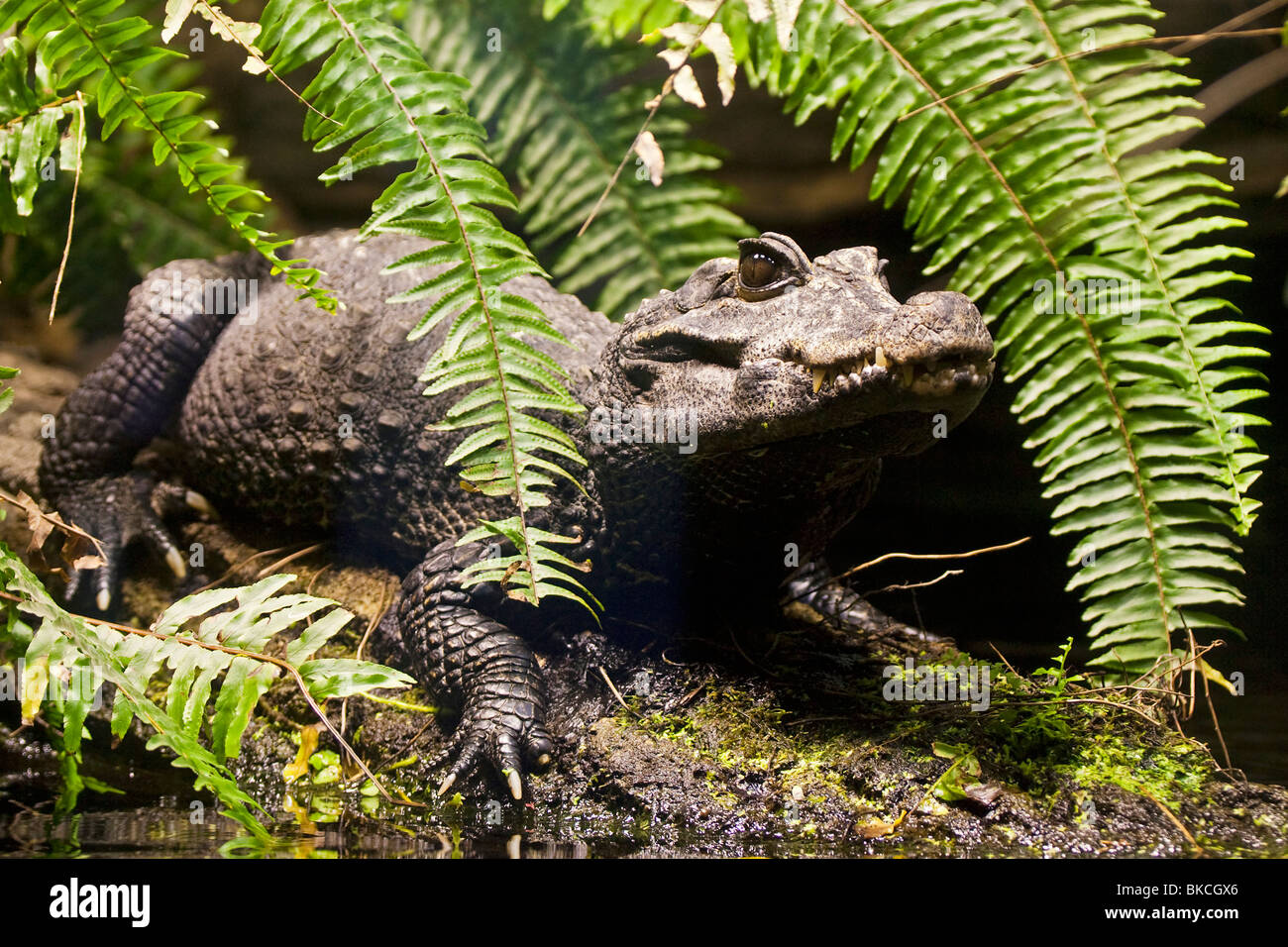 Caimano paraguaiano immagini e fotografie stock ad alta risoluzione - Alamy