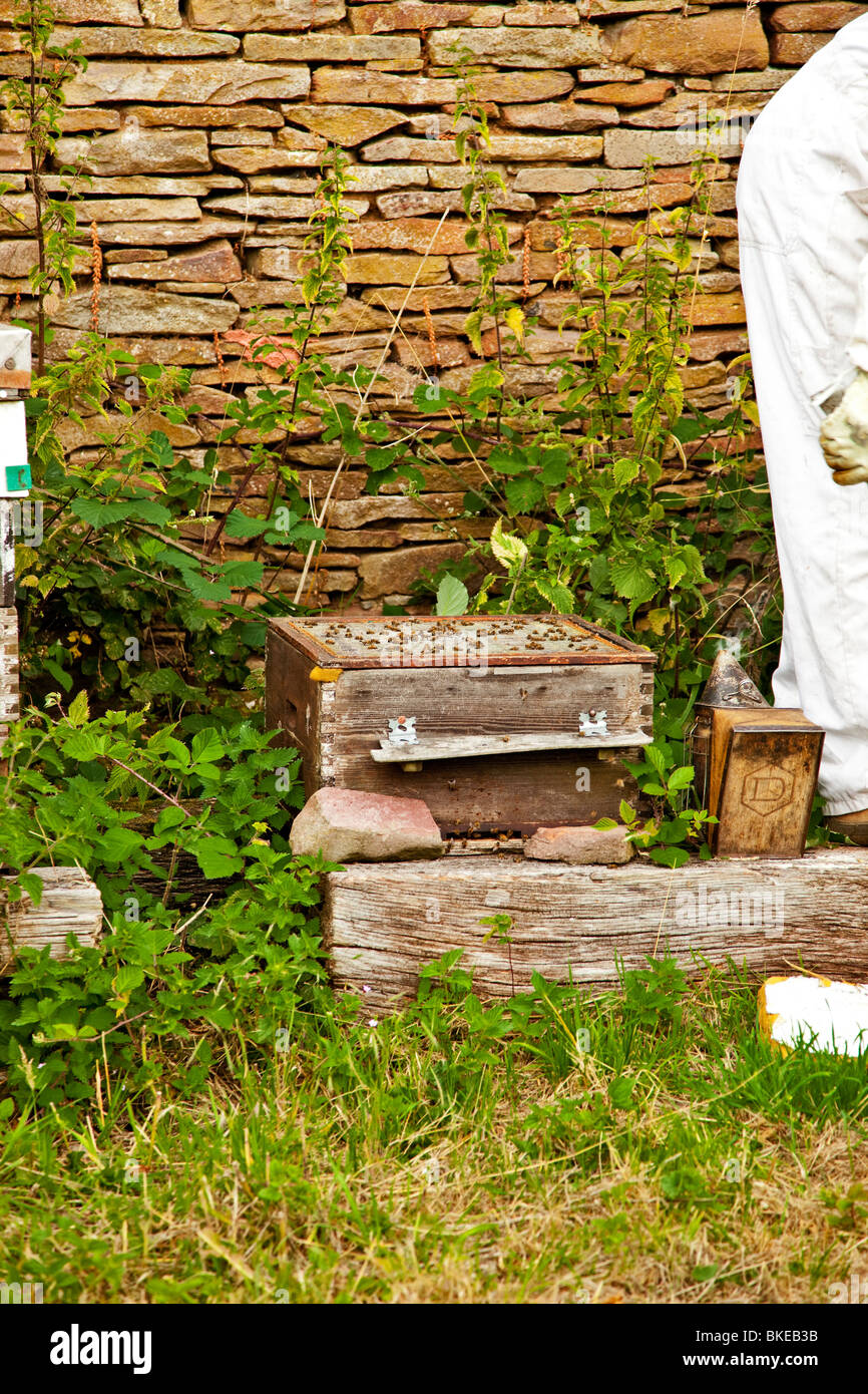 Separatore cellulare immagini e fotografie stock ad alta risoluzione ...